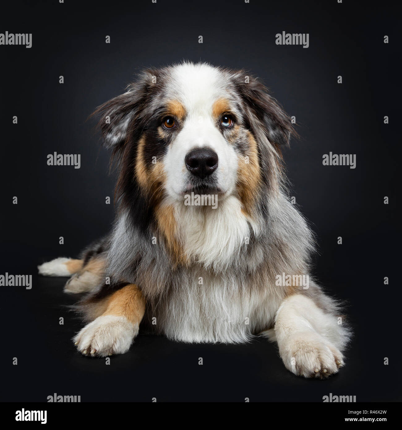 Handsome Australian Shepherd dog laying front view looking straight at ...