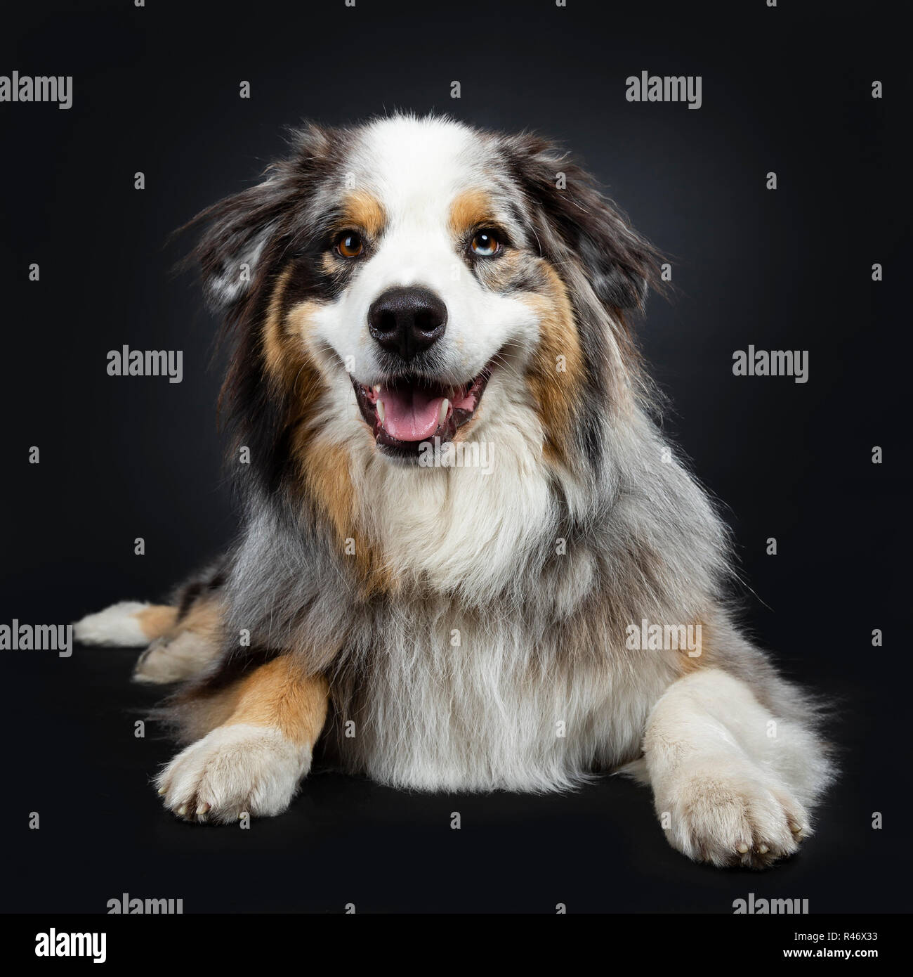 Partial heterochromia hi-res stock photography and images - Alamy