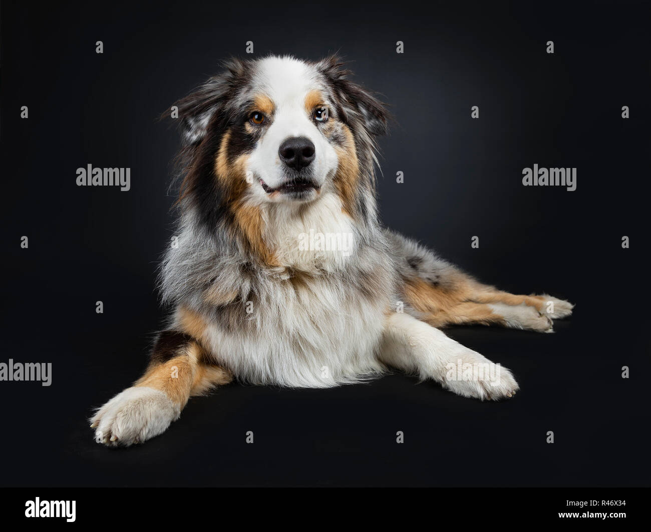 Handsome Australian Shepherd dog laying front view looking beside lens ...