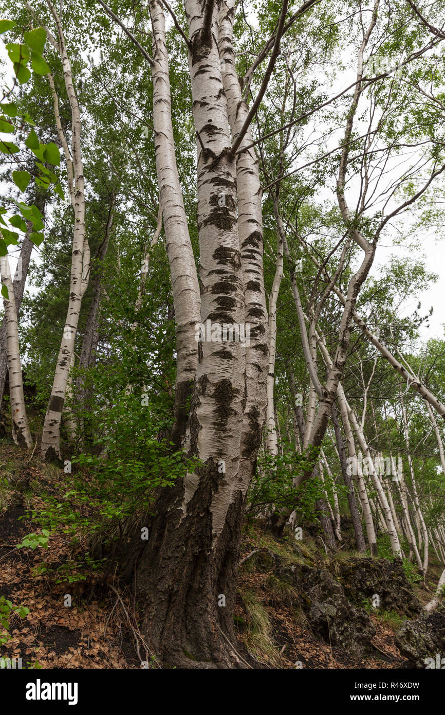 Birch gate hi-res stock photography and images - Alamy