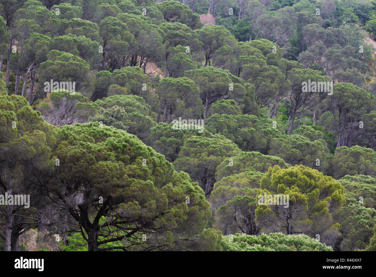 Pine head hi-res stock photography and images - Alamy