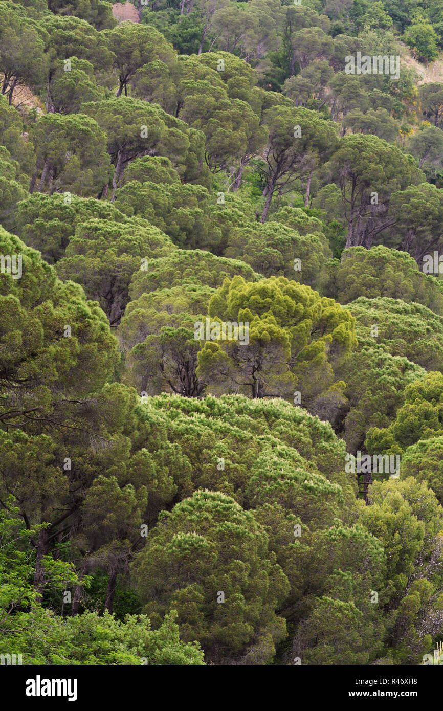 Pine head hi-res stock photography and images - Alamy