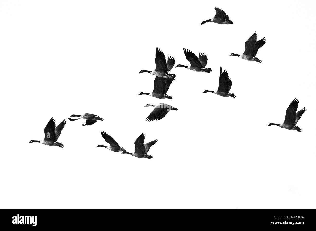 Flock of Canada Geese Flying on a White Background Stock Photo - Alamy