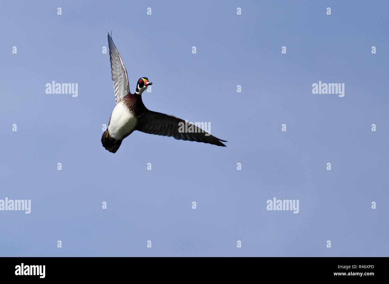 Female bird male masculine duck hi-res stock photography and images - Alamy