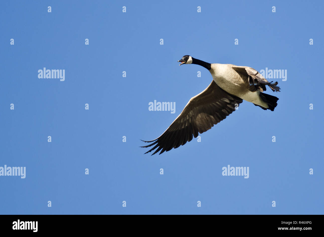 Honking while flying hi-res stock photography and images - Alamy