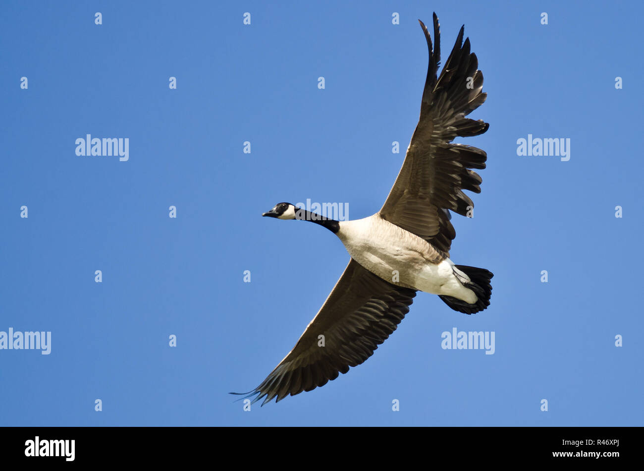 Canada Goose Flying with a Tattered Wing in a Blue Sky Stock Photo - Alamy
