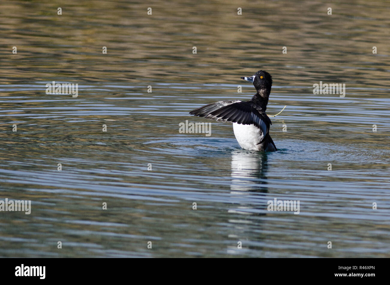 Ring-Necked Duck Stretching Its Wings While Resting on the Water Stock ...