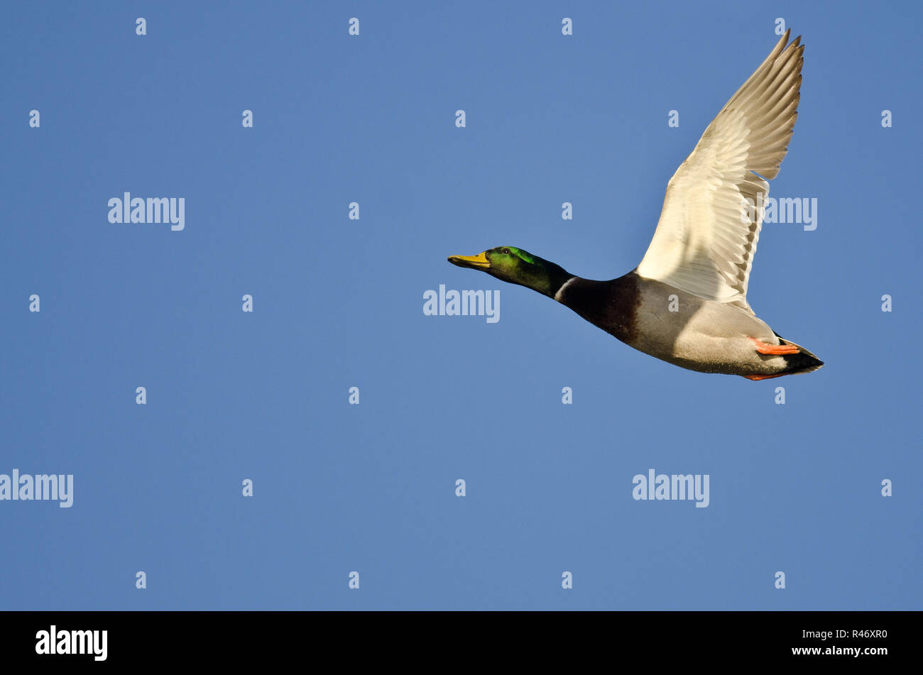 Male mallard head hi-res stock photography and images - Alamy