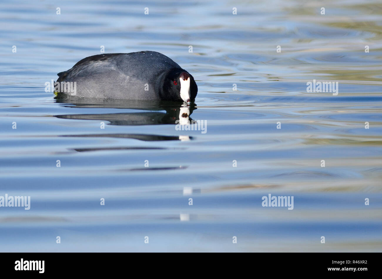 American Coot Making Eye Contact While Resting on the Blue Water Stock ...