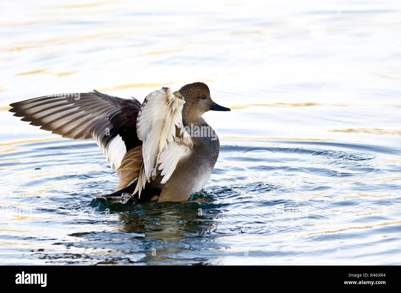 Gadwall duck stretching wings hi-res stock photography and images - Alamy