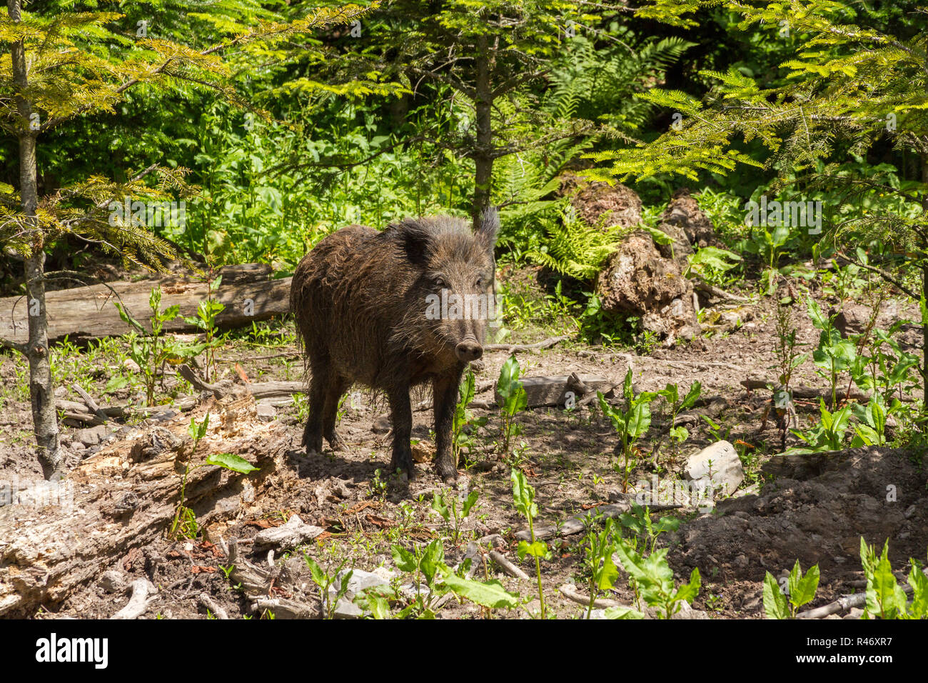 Wild Boar in the Forest Stock Photo - Alamy