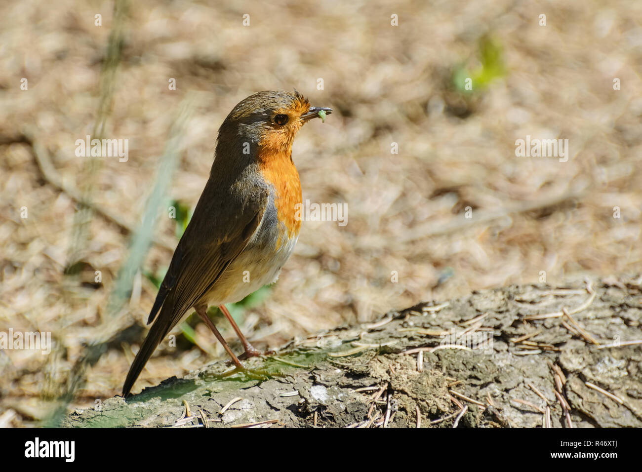 An European Robin Stock Photo - Alamy