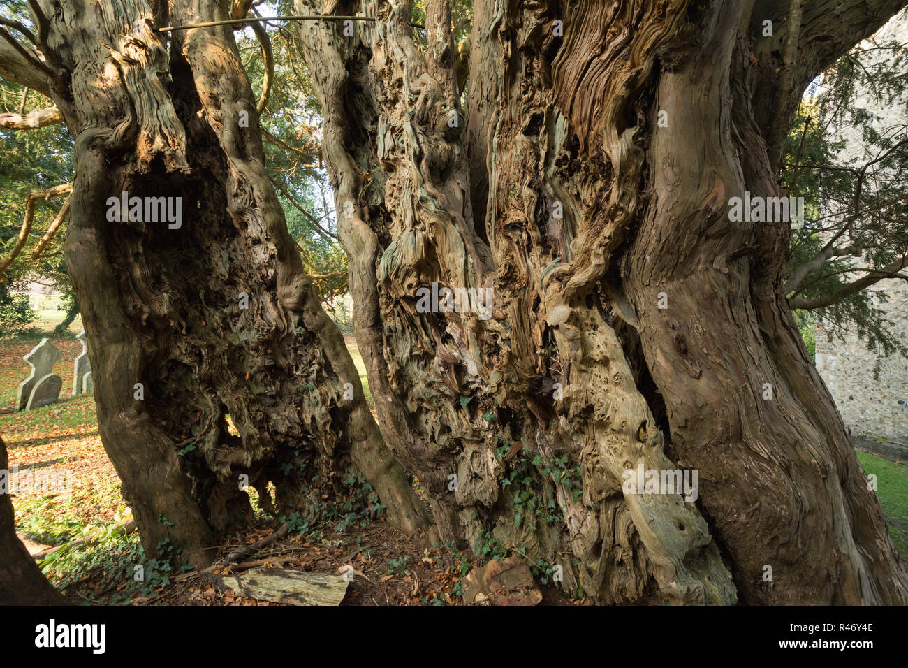 Ancient yew tree in the churchyard in the village of Upper Farringdon ...