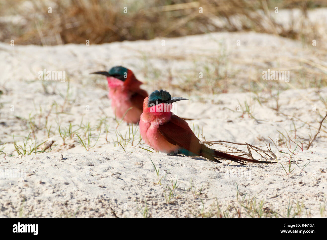 large nesting colony of Nothern Carmine Bee-eater Stock Photo - Alamy
