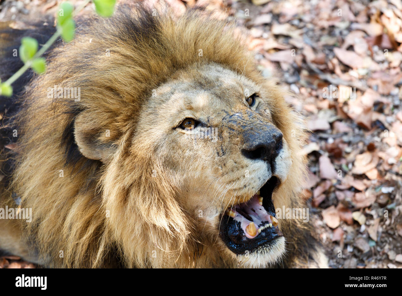 Portrait of Lion with open mouth shoving big teeth Stock Photo - Alamy