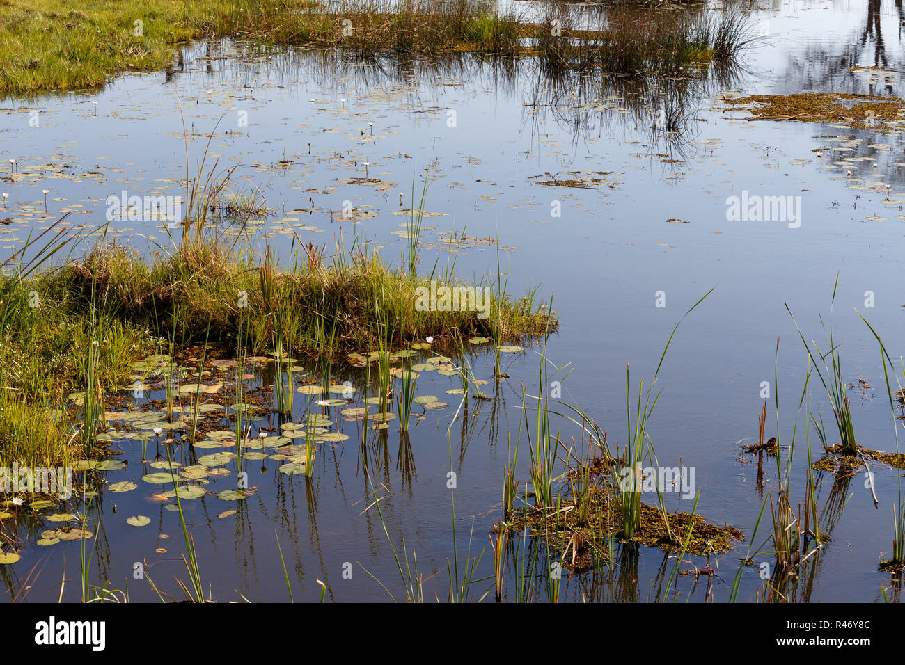 landscape in the Okavango swamps Stock Photo - Alamy