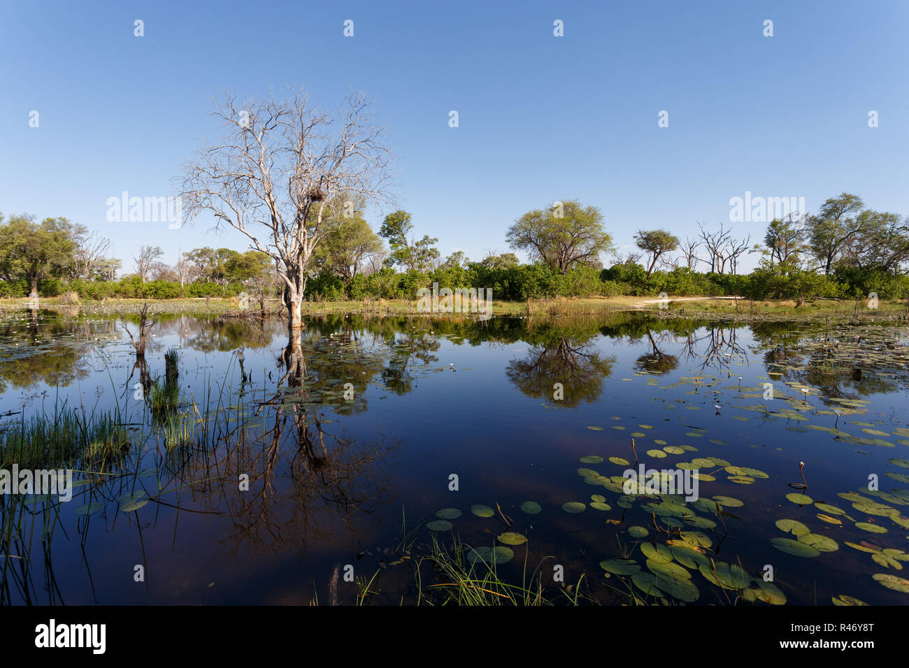 landscape in the Okavango swamps Stock Photo - Alamy