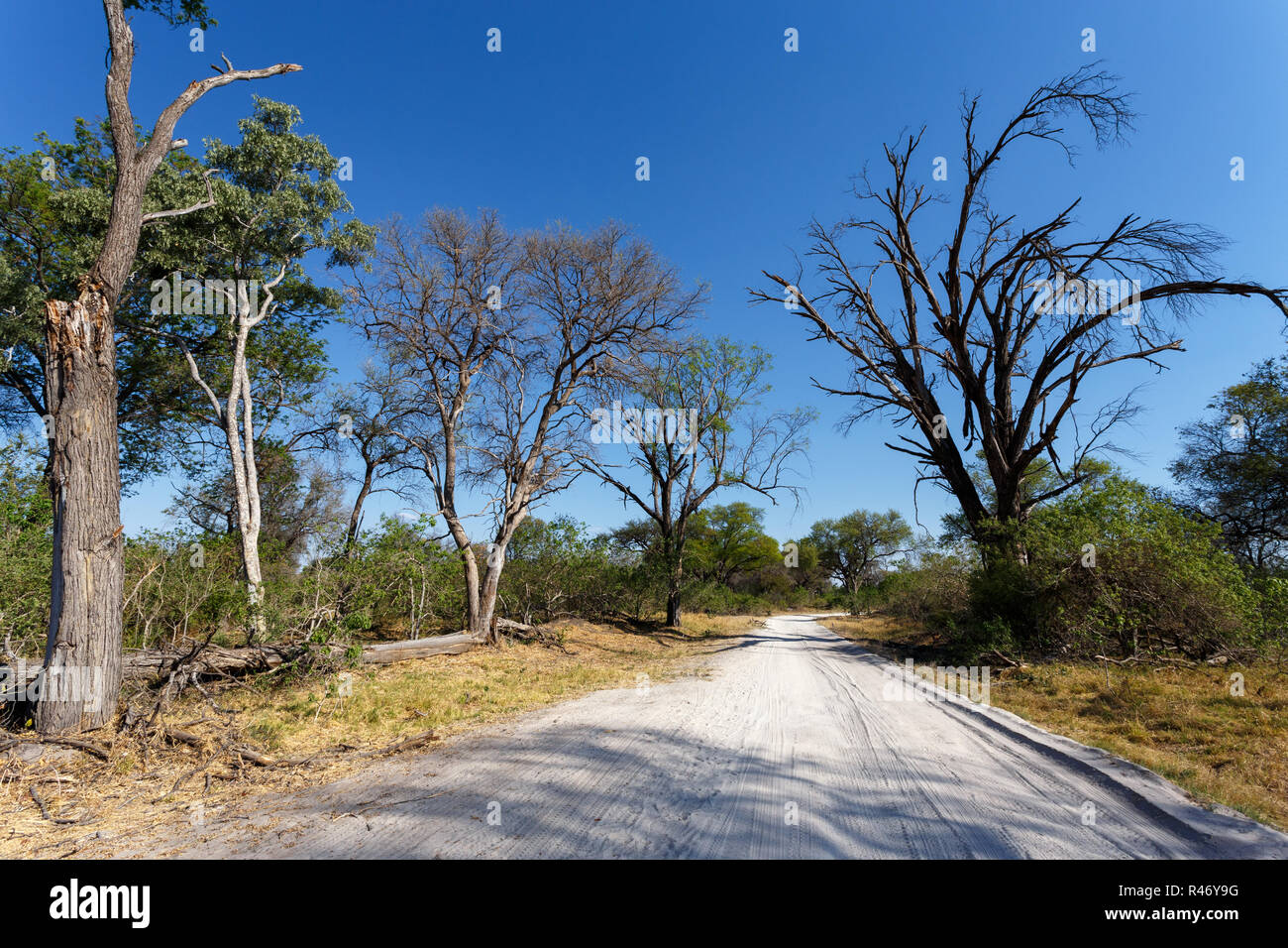gravel road to Okavango delta Moremi park Stock Photo - Alamy
