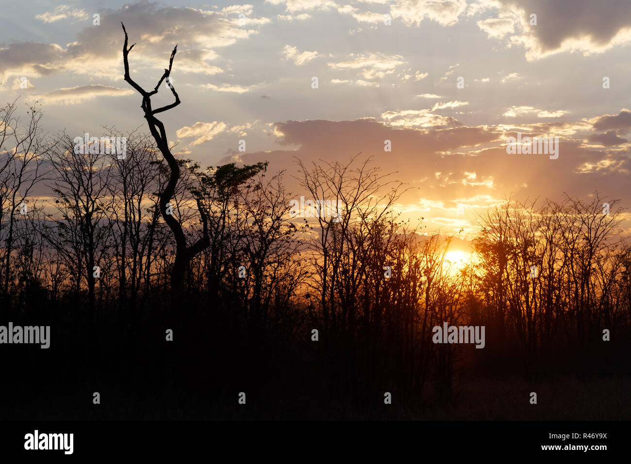 African sunset with tree in front Stock Photo - Alamy