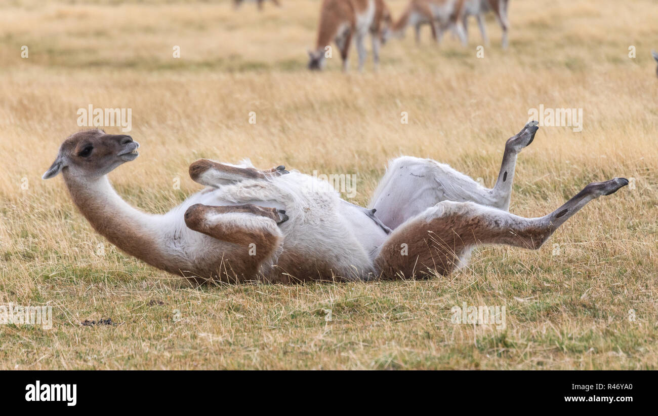 Guanako High Resolution Stock Photography and Images - Alamy