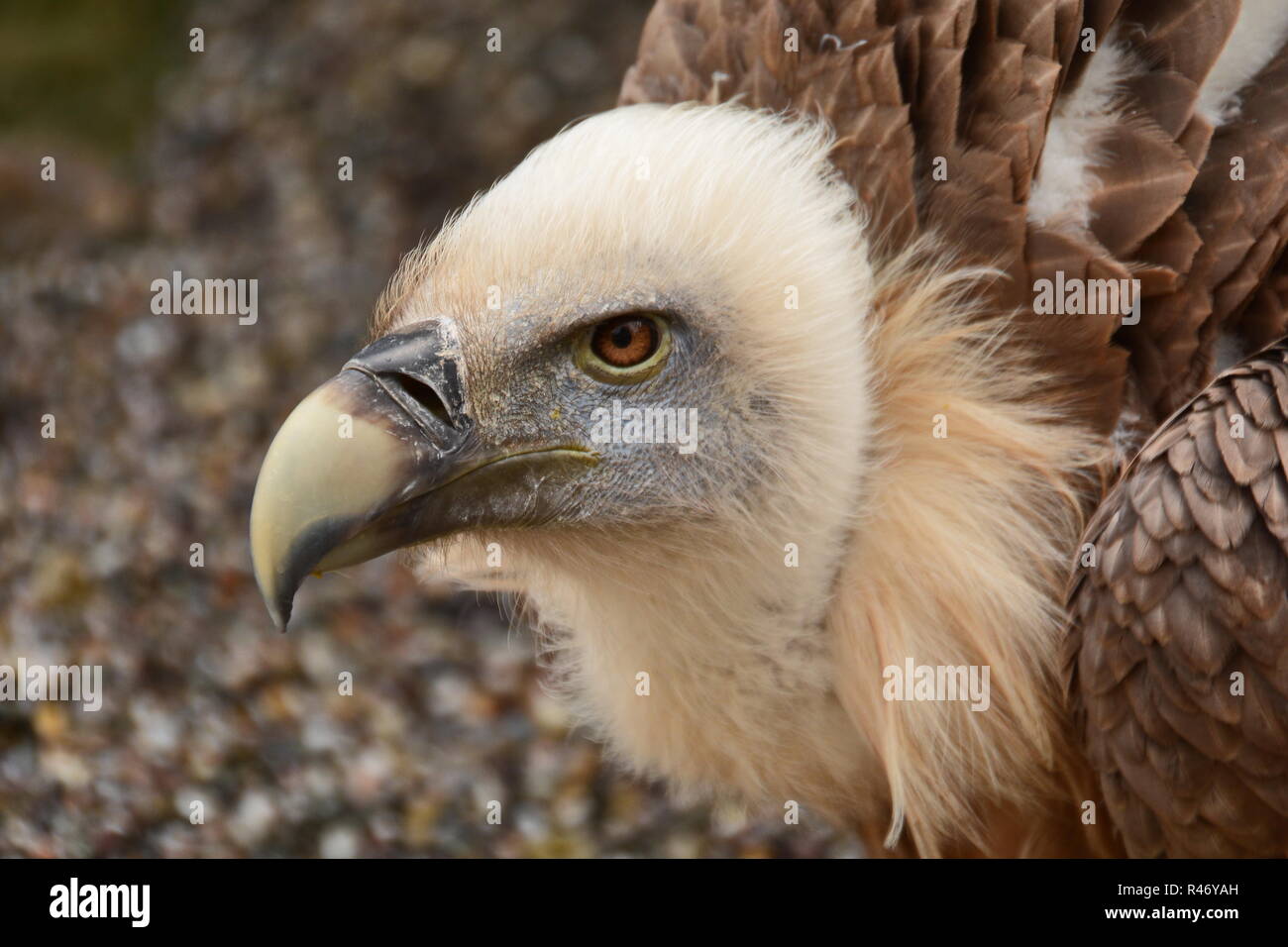 Vulture beaks hi-res stock photography and images - Alamy