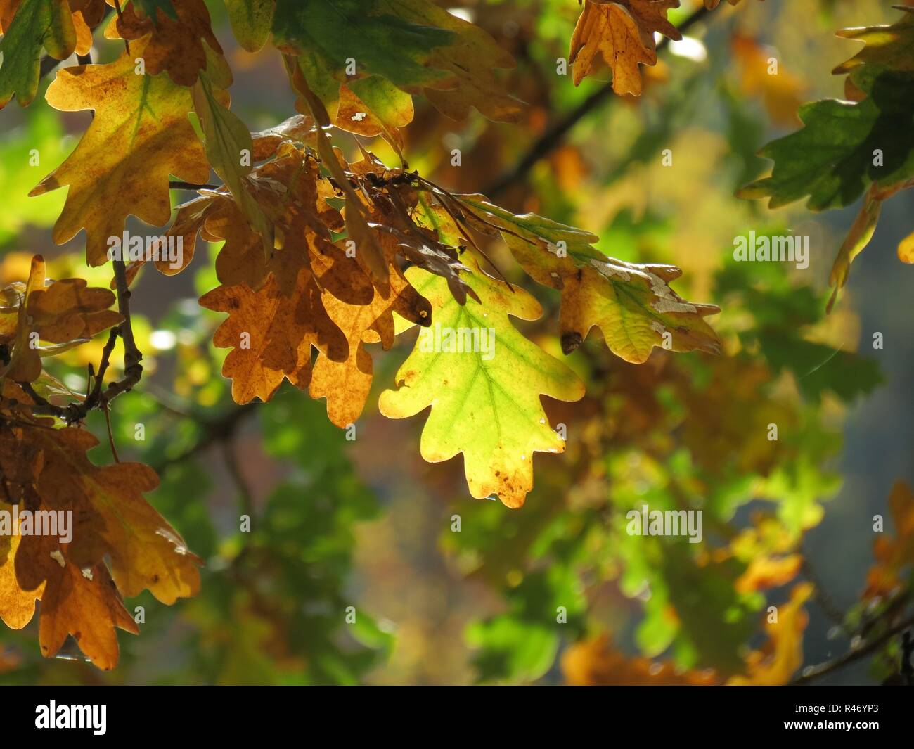 Blattform hi-res stock photography and images - Alamy