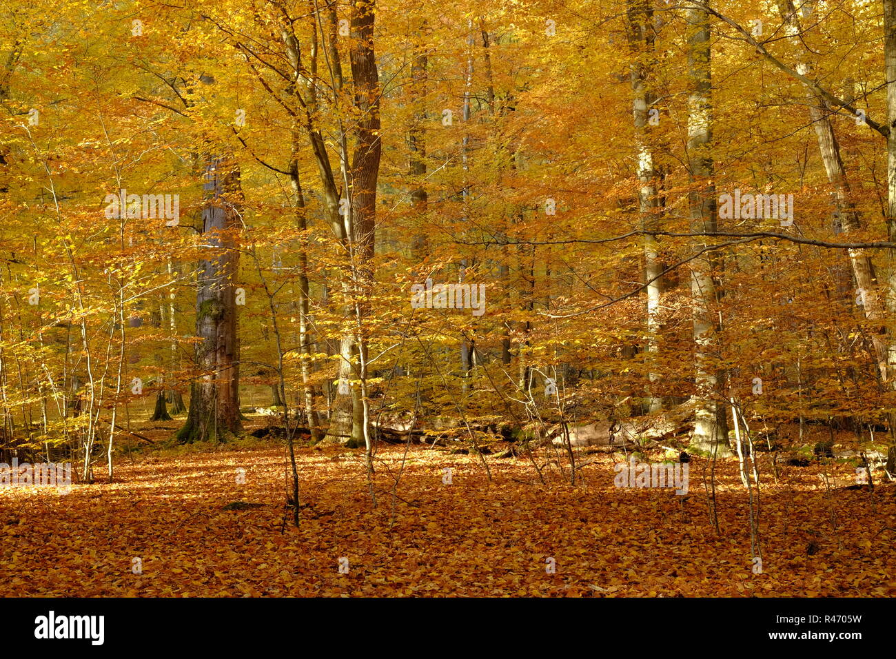 autumn in the northern steigerwald,unterfranken,bavaria,germany Stock ...