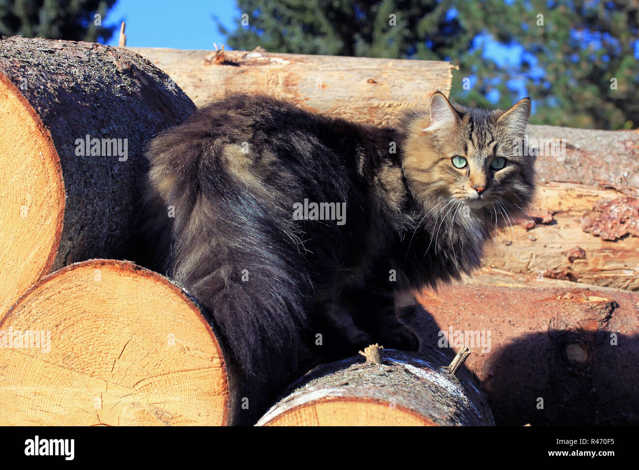 Norwegian forest cat autumn hi-res stock photography and images - Alamy