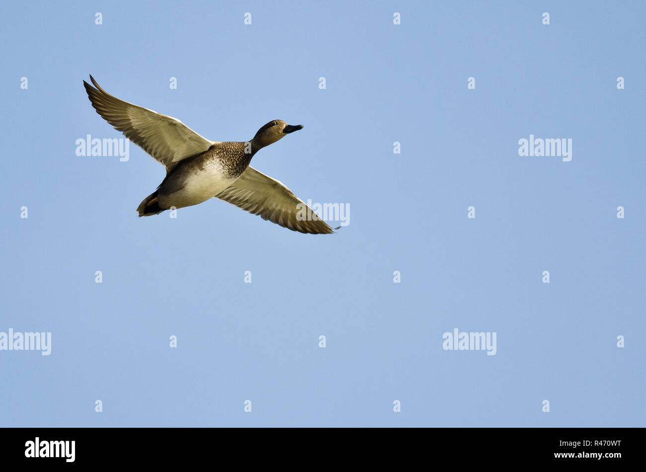 Gadwall flying hi-res stock photography and images - Alamy