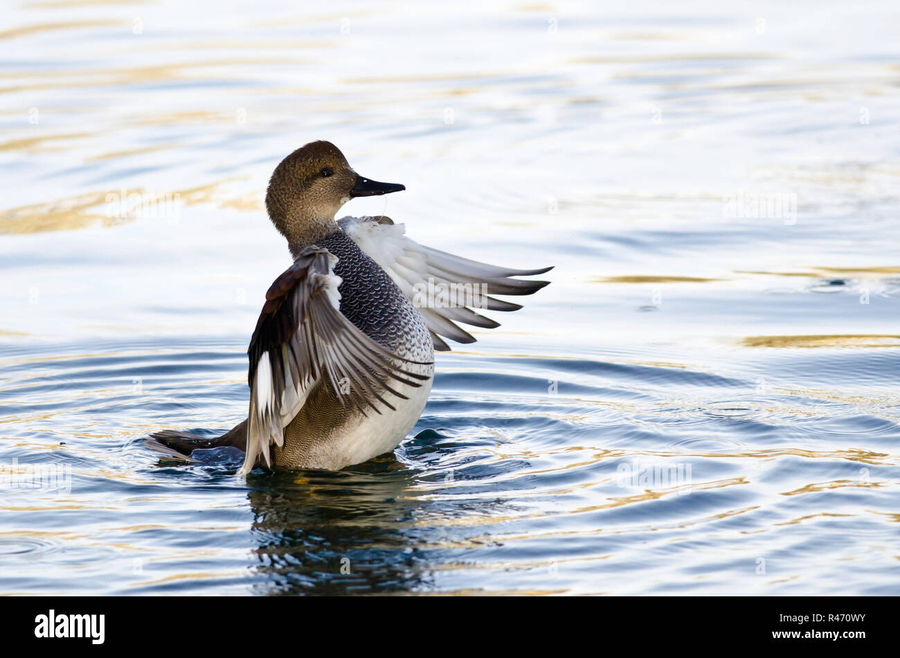Gadwall male and female hi-res stock photography and images - Alamy