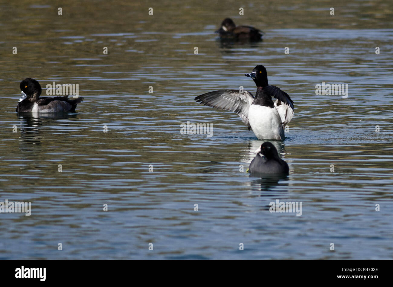 Ring-Necked Duck Stretching Its Wings While Resting on the Water Stock ...