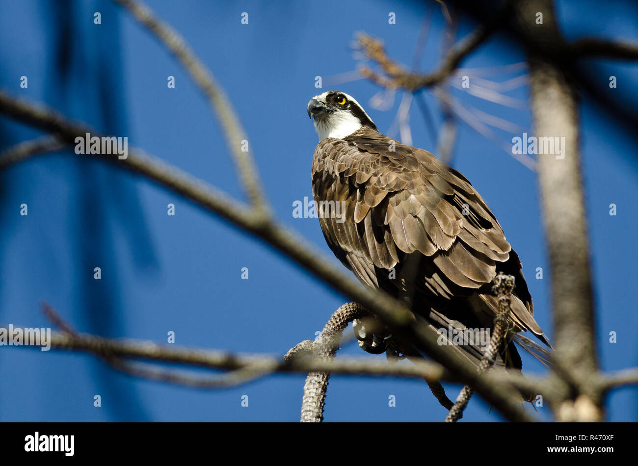 Osprey tree limb hi-res stock photography and images - Alamy