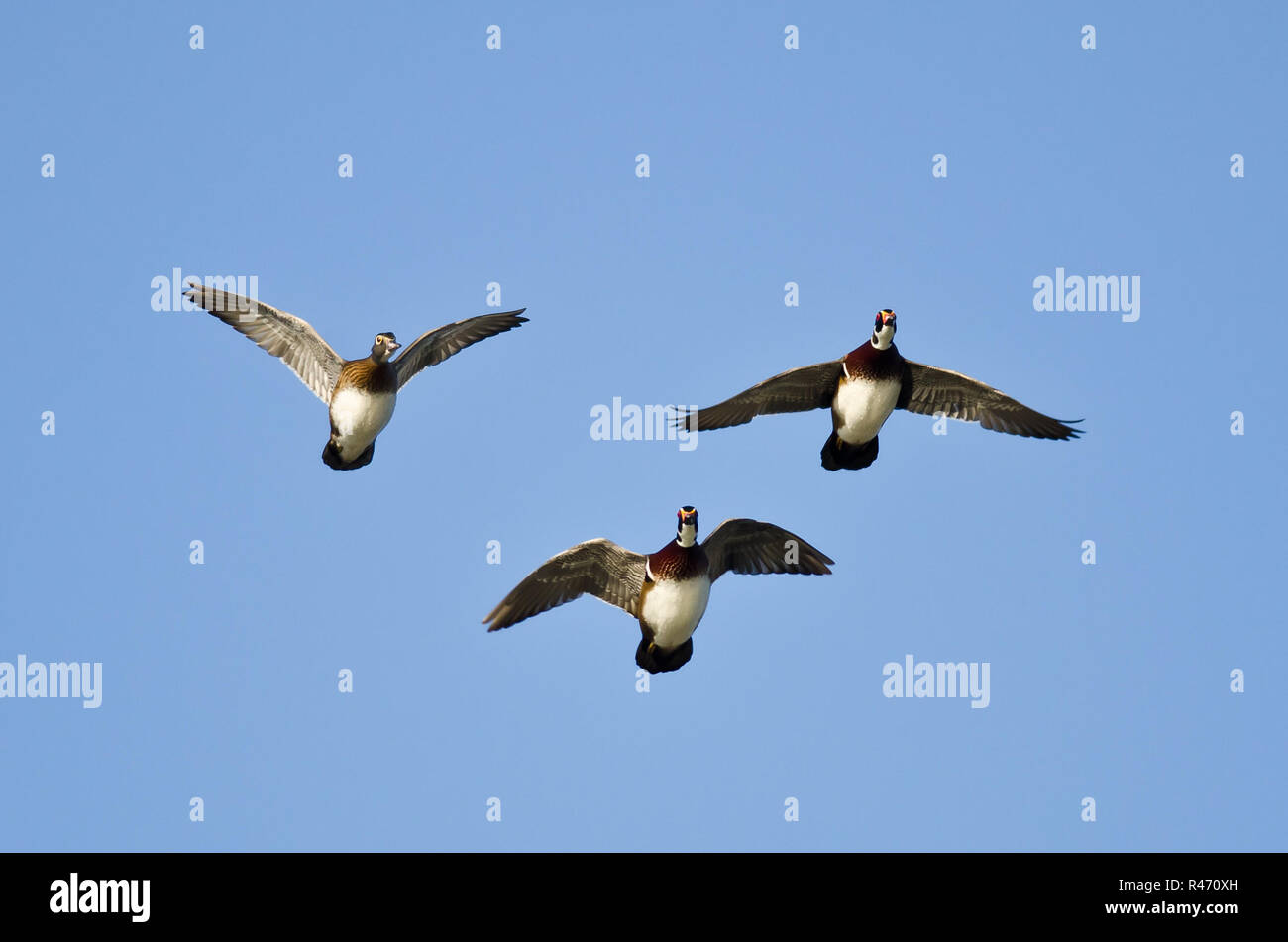Three Wood Ducks Flying in a Blue Sky Stock Photo - Alamy