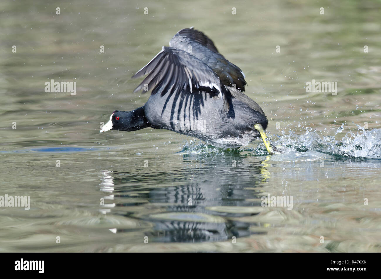 American Coot on the Attack Stock Photo - Alamy