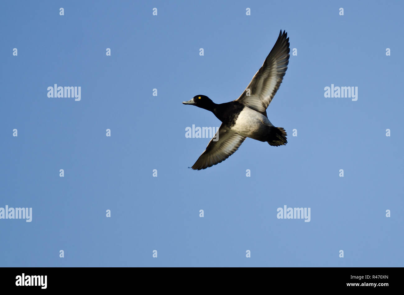 Male Lesser Scaup Flying in a Blue Sky Stock Photo - Alamy