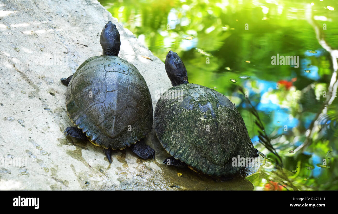 turtles in a pond Stock Photo - Alamy