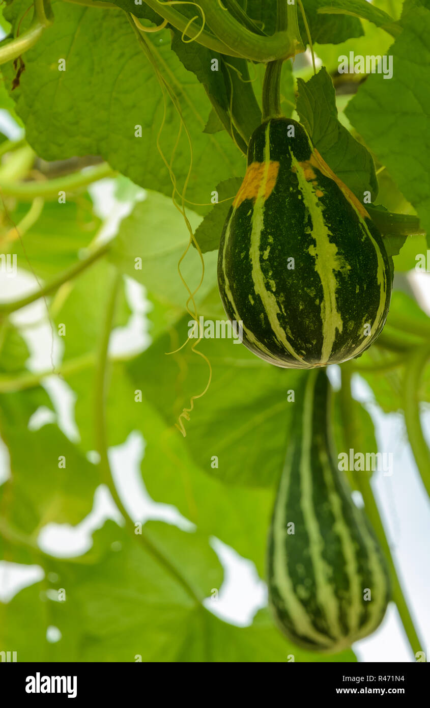 Ornamental gourd or Pumpkin on its tree Stock Photo - Alamy