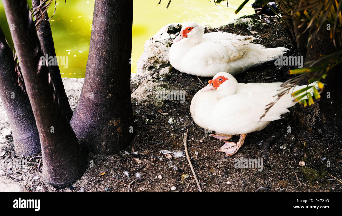 Swan on nest swan white swans goose geese with young hi-res stock ...