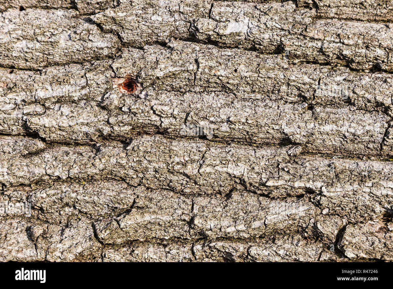 Old bark detail Stock Photo - Alamy