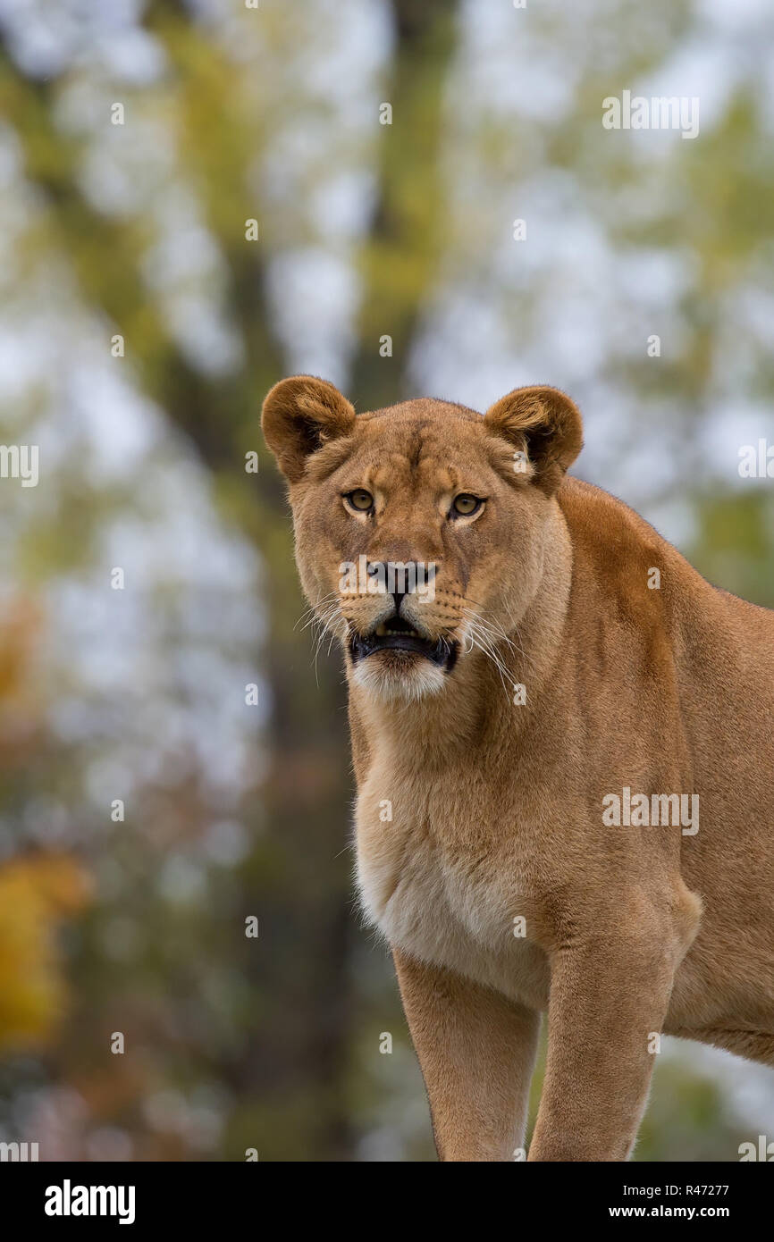 Lioness in the wild, a portrait Stock Photo - Alamy