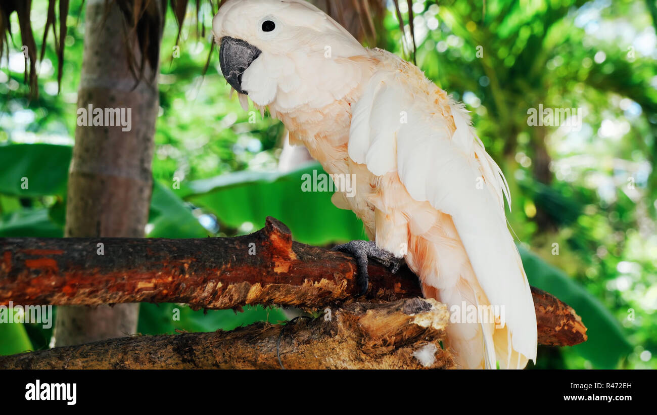 White parrot hi-res stock photography and images - Alamy