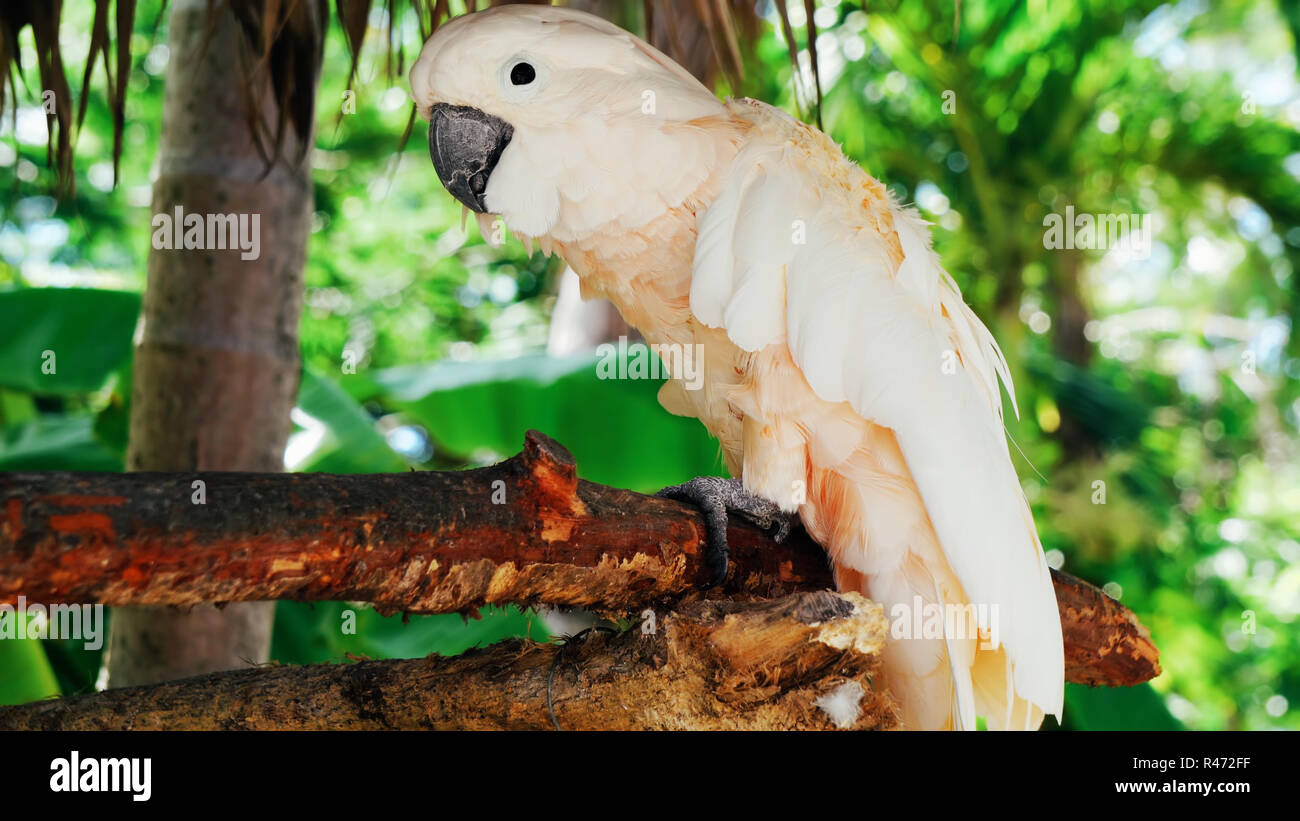White parrot hi-res stock photography and images - Alamy