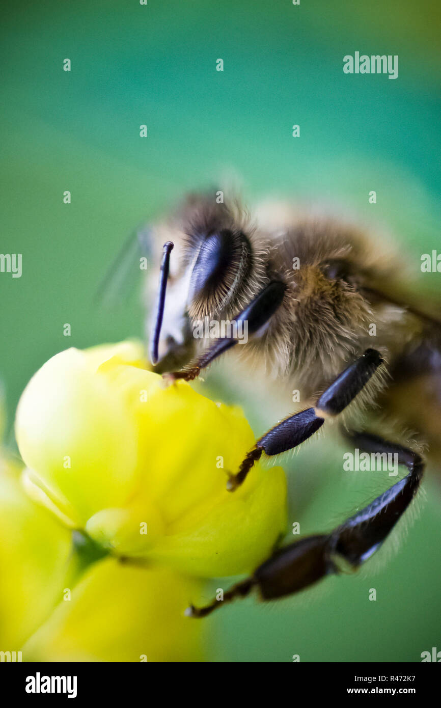 European honey bee Stock Photo - Alamy