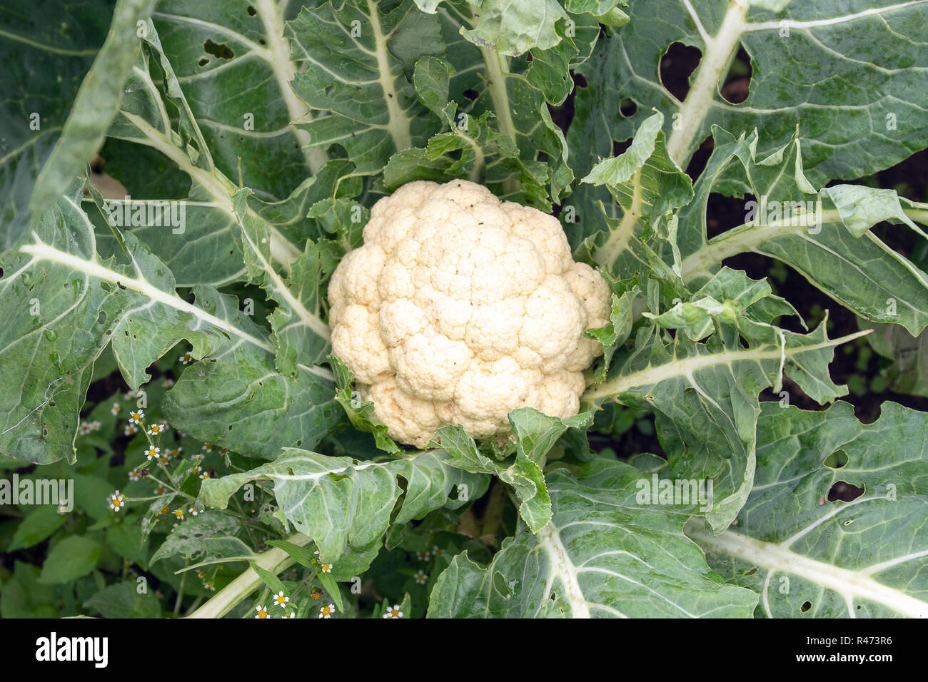 Organic cauliflower plant on the field before the harvest. Leaves with ...