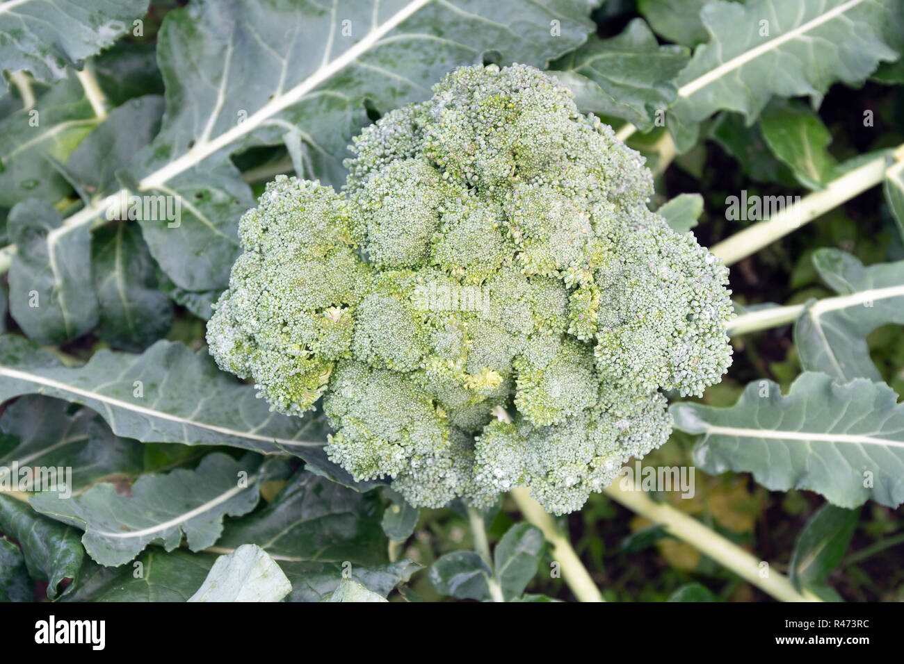 Organic broccoli plant on the field before the harvest Stock Photo - Alamy