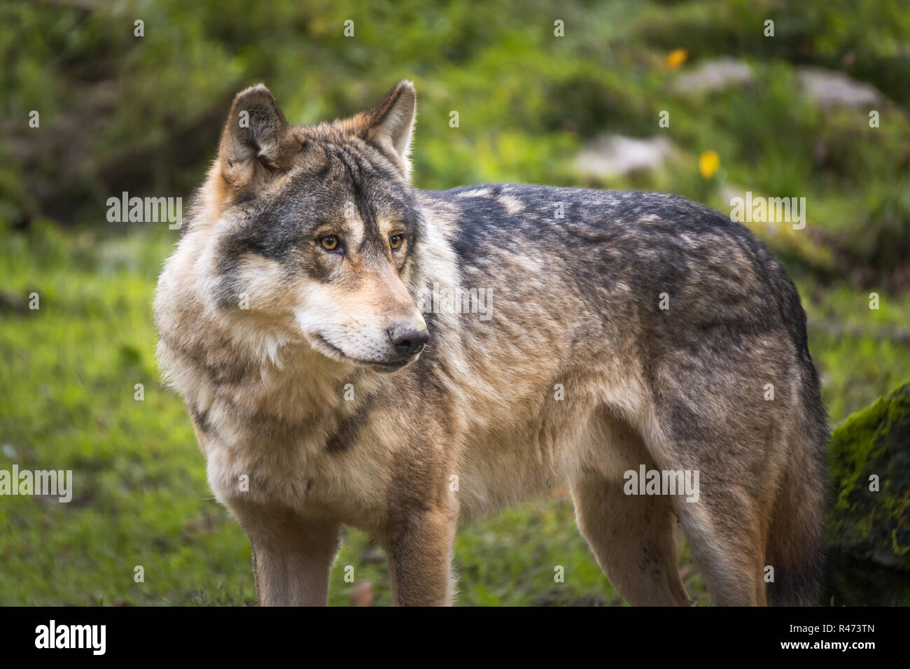 Cute gray wolf hi-res stock photography and images - Alamy