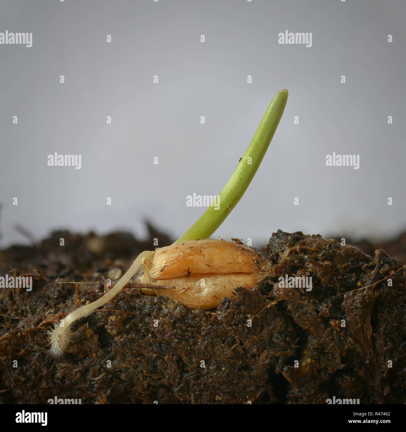 Corn seed germinate hi-res stock photography and images - Alamy