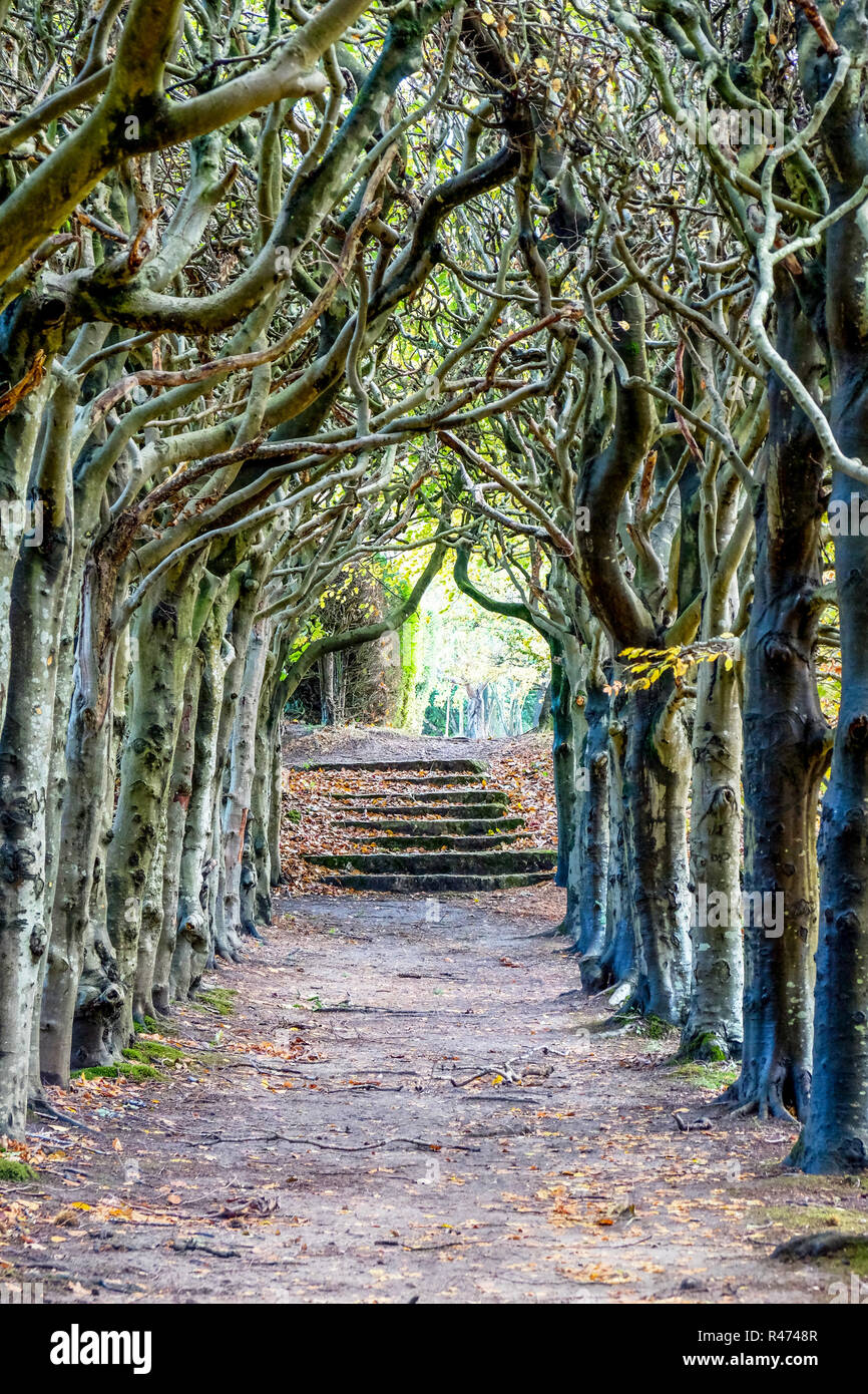 looking down the middle of a tree lined pathway, the treea are old a ...
