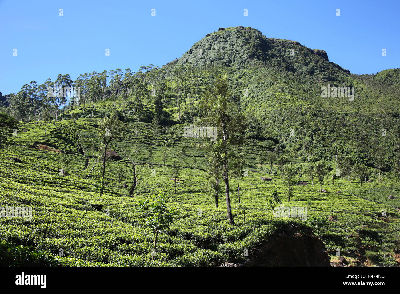 Sri lanka teefelder hi-res stock photography and images - Alamy