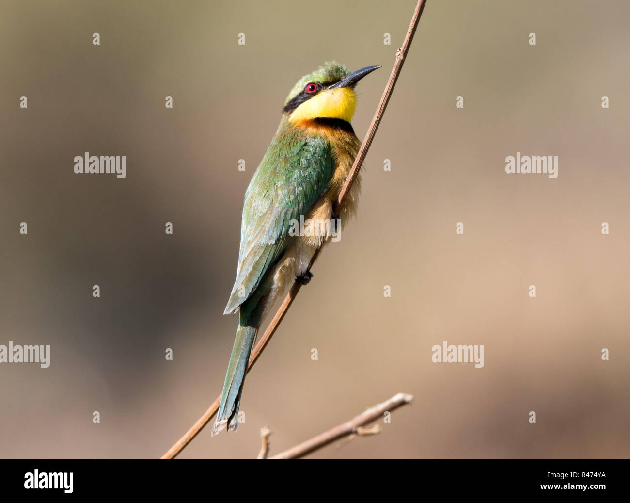 Little Bee-eater (Merops pusillus Stock Photo - Alamy